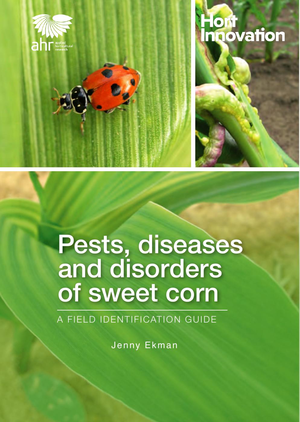 Pests, diseases and disorders of sweet corn
