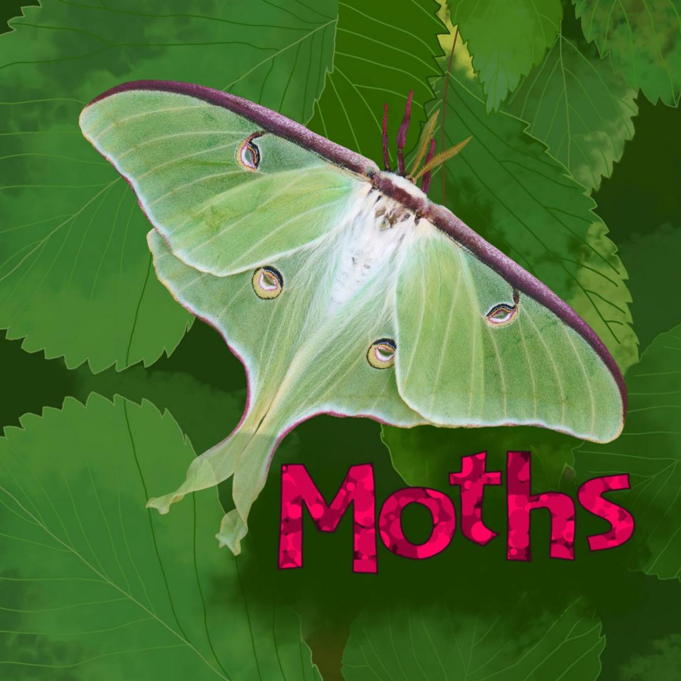 Moths