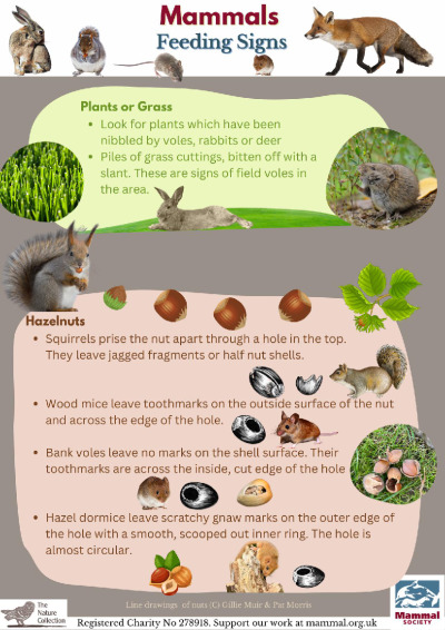 Mammals - Feeding Signs | PDF to Flipbook
