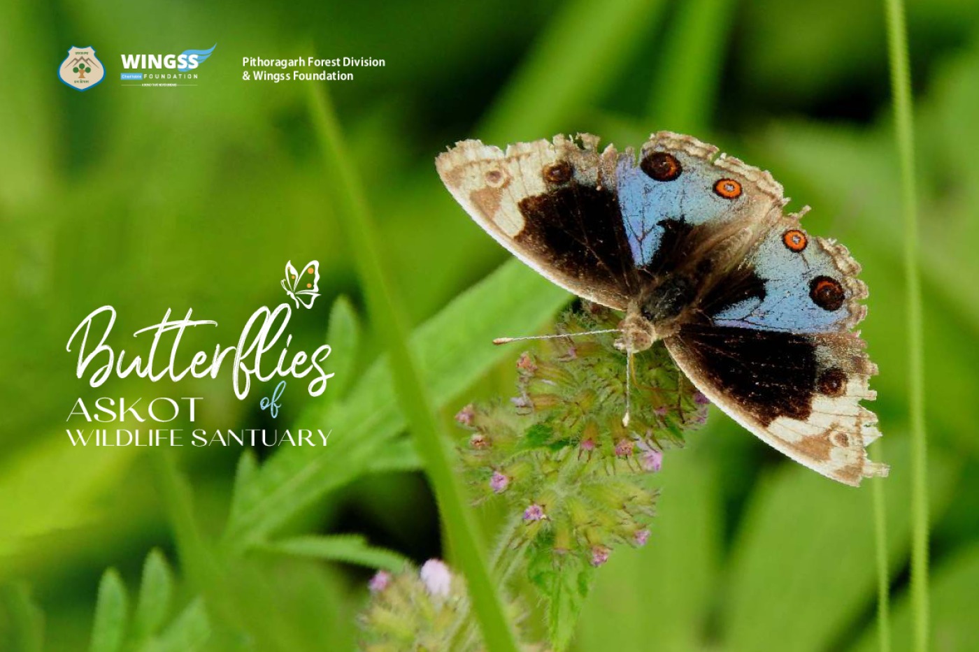 Butterfly of Askot Wildlife Sanctuary | PDF to Flipbook