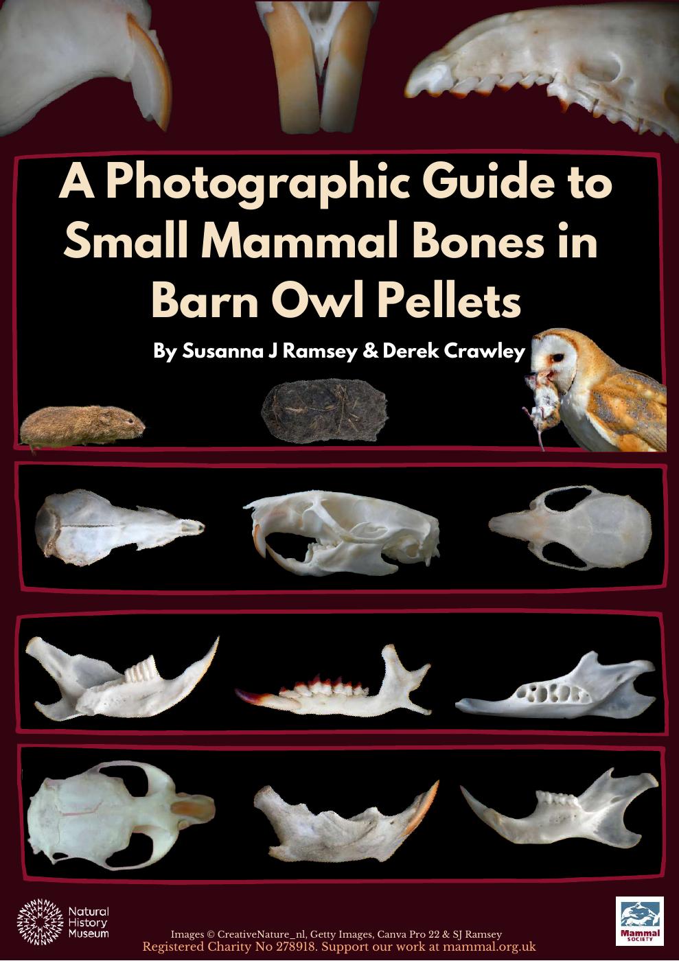 A Photographic Guide to Small Mammal Bones in Barn Owl Pellets | PDF to ...