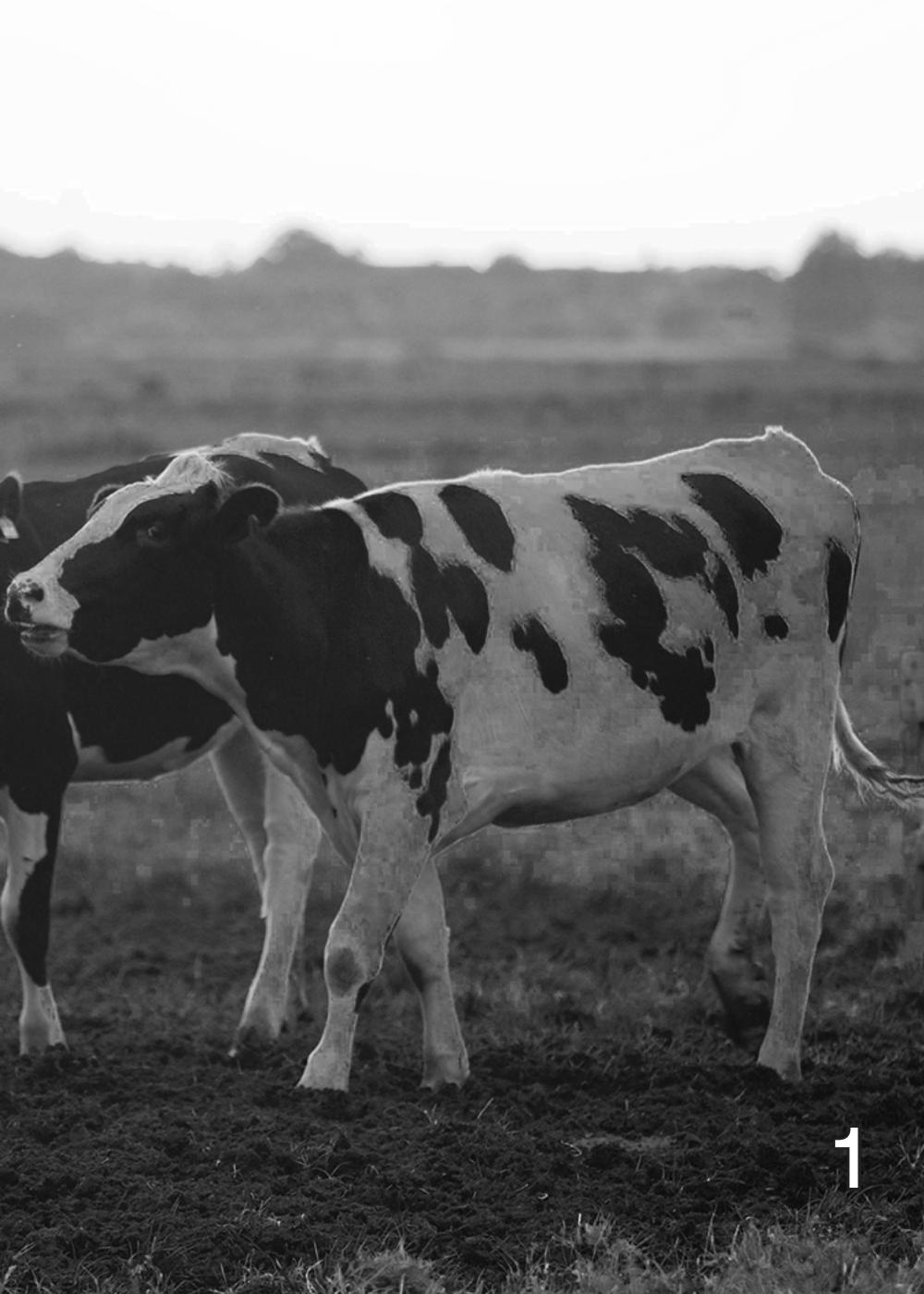 Cows | PDF to Flipbook