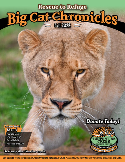 Big Cat Chronicles | PDF to Flipbook