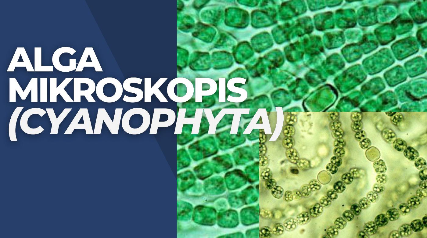 Alga Mikroskopis (Cyanophyta) | PDF to Flipbook