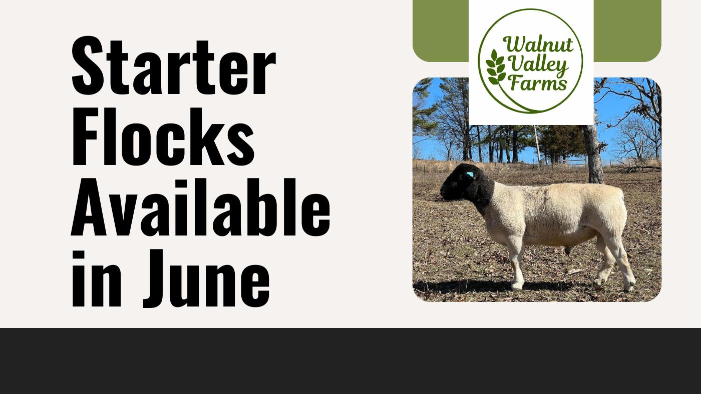 Ready to add sheep to your homestead? | PDF to Flipbook